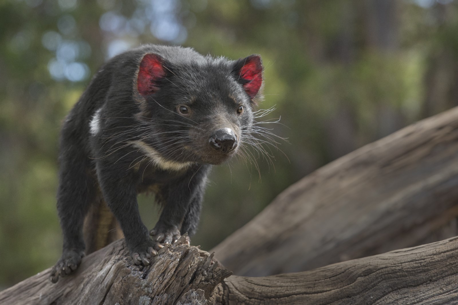 9 Animal Superstitions You Shouldn’t Believe – San Diego Zoo Wildlife ...