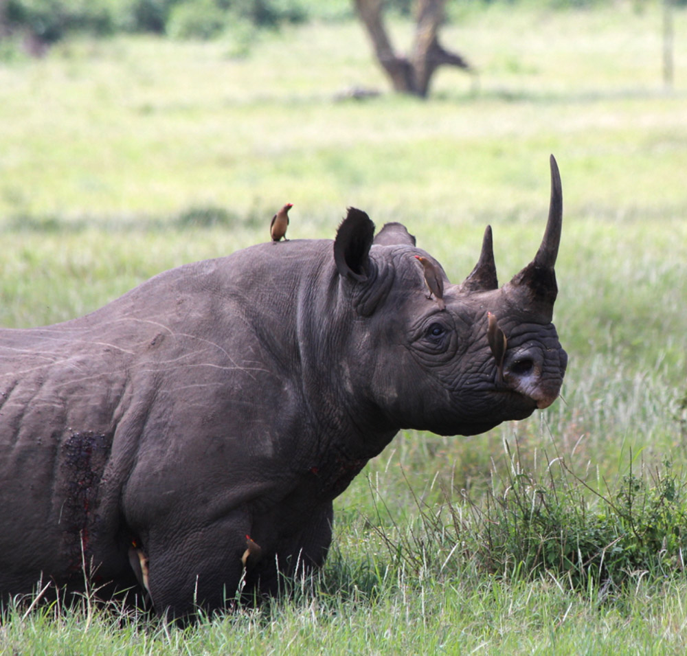 From Conflict to Coexistence: Part 2 – San Diego Zoo Wildlife Alliance ...