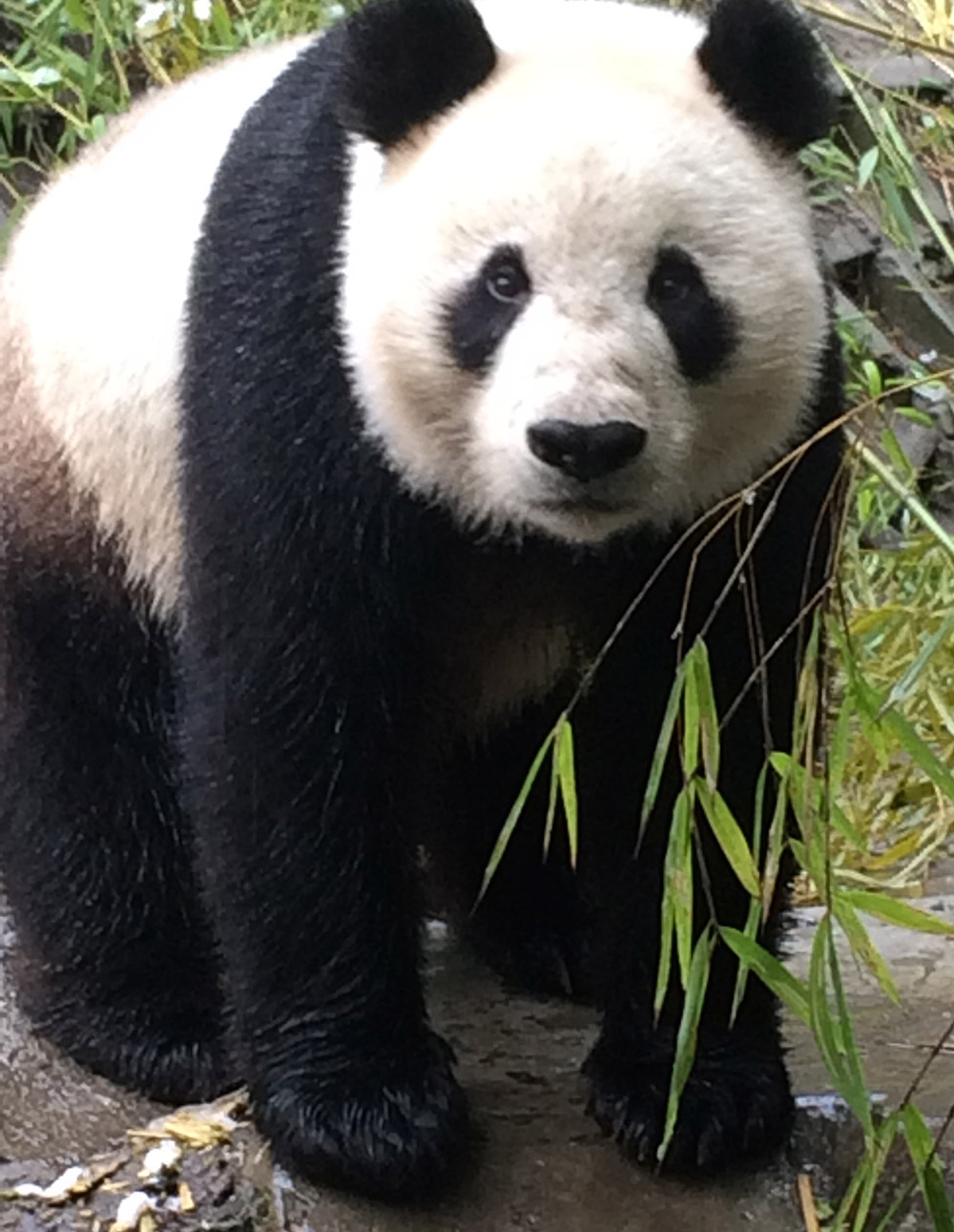 Our Panda Family – San Diego Zoo Wildlife Alliance Stories