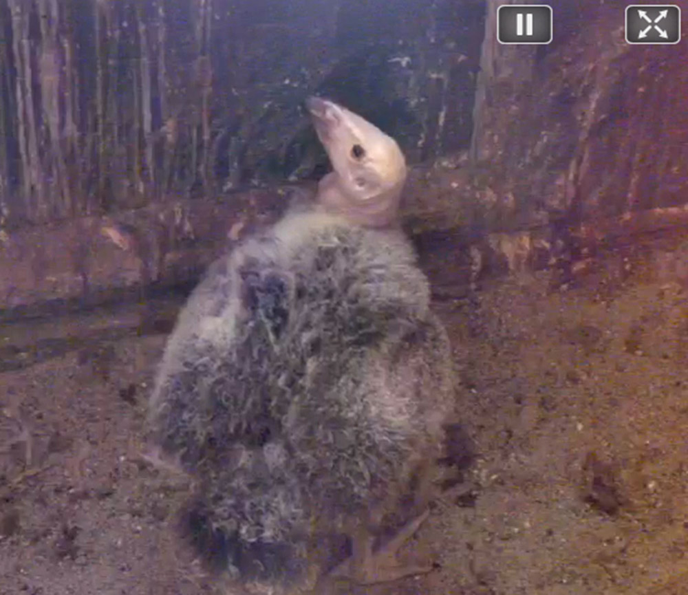 California Condor Chick: 30 to 45 Days of Age – San Diego Zoo Wildlife ...
