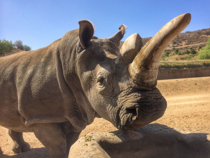 World Rhino Day Celebrated at San Diego Zoo Safari Park – San Diego Zoo ...