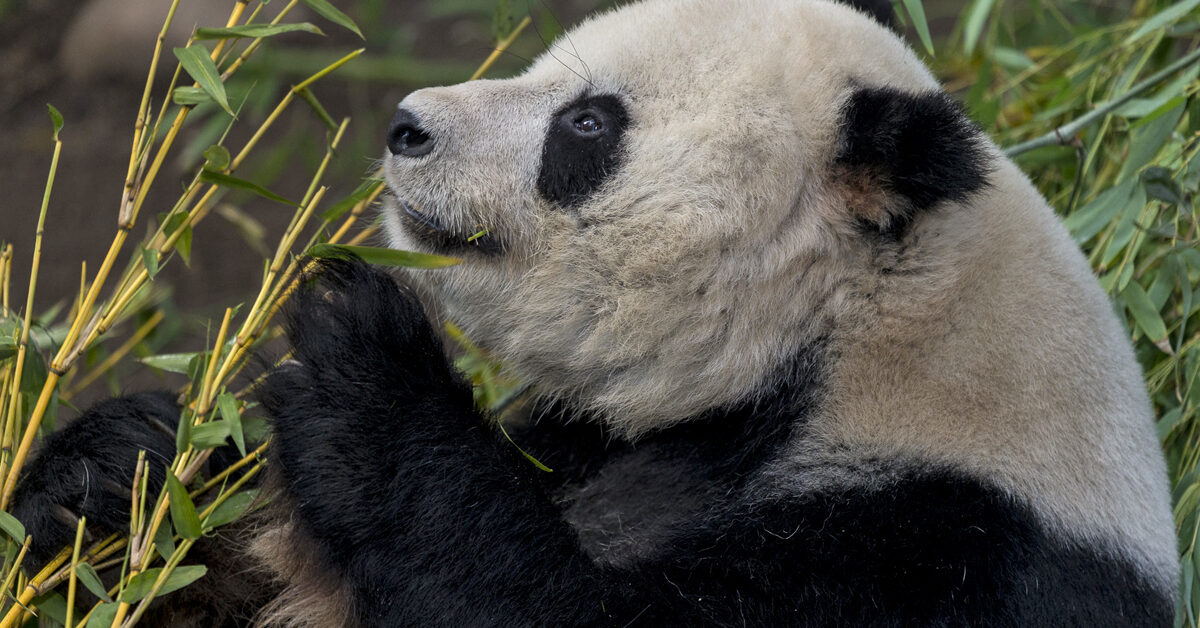 Special Bread for a Special Panda: San Diego Zoo Staff Bakes… – San ...