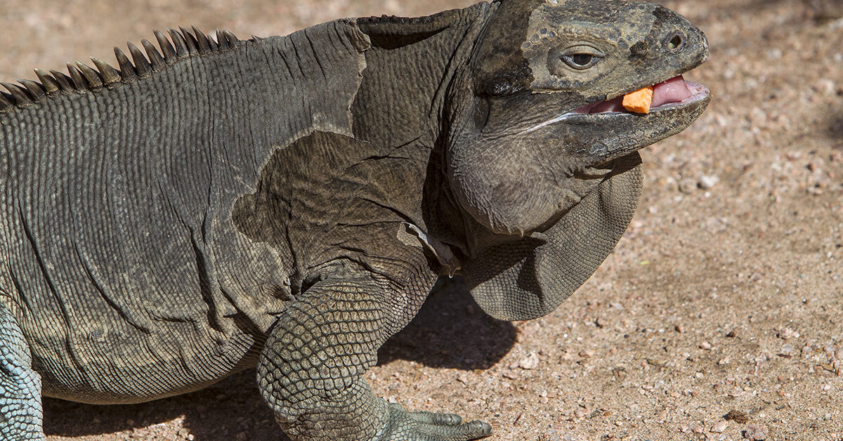 Iguana Workout: Rare Iguana Participates in Training Session at… – San ...