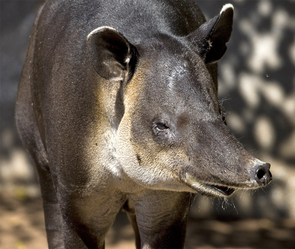 A Day in the Life of a Registered Veterinary Technician at the San ...