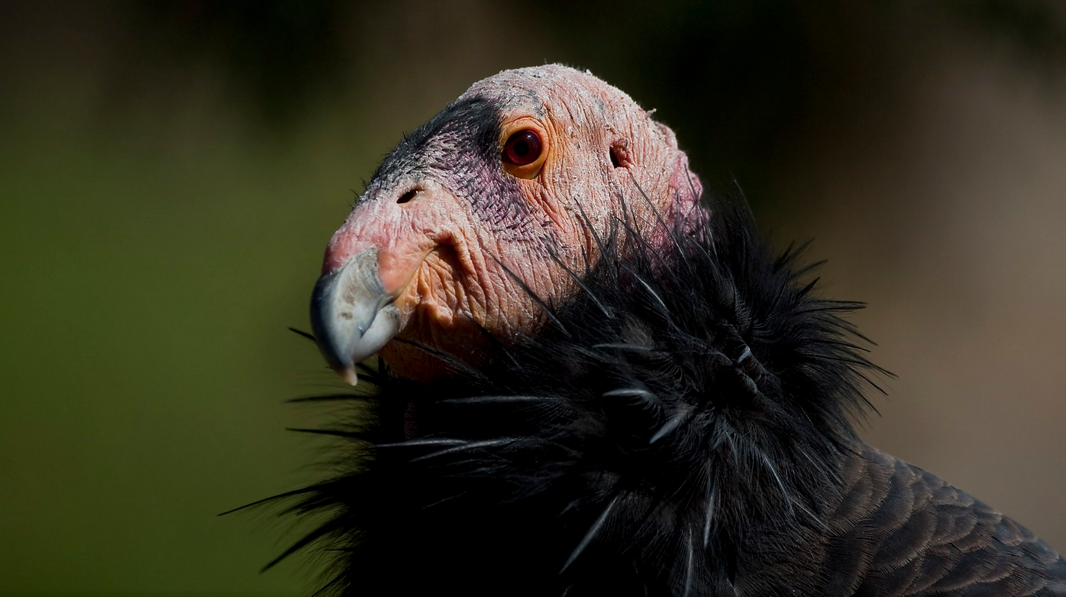 Condor Egg Represents Earliest on Record for San Diego Zoo Safari Park ...