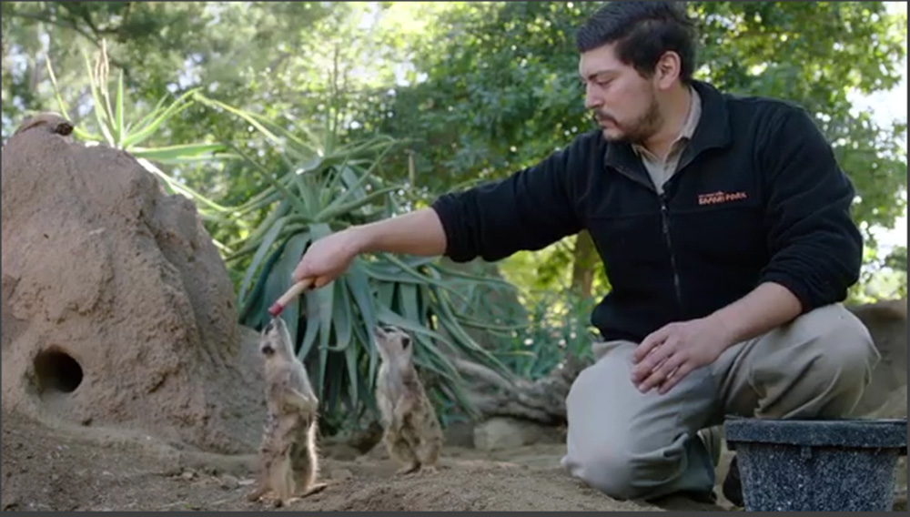 Unruly No More, a Meerkat Mob Is Target Trained at the San Diego… – San ...