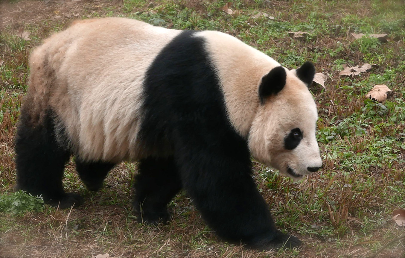 Update on Our Panda Family – San Diego Zoo Wildlife Alliance Stories