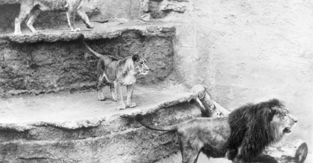 Legendary Lions – San Diego Zoo Wildlife Alliance Stories