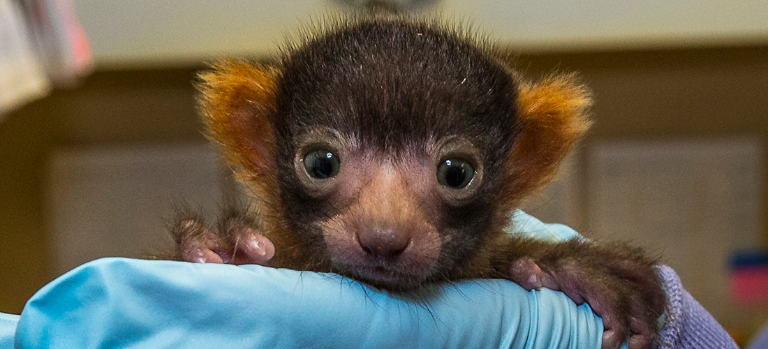 Red Ruffed Lemur Family