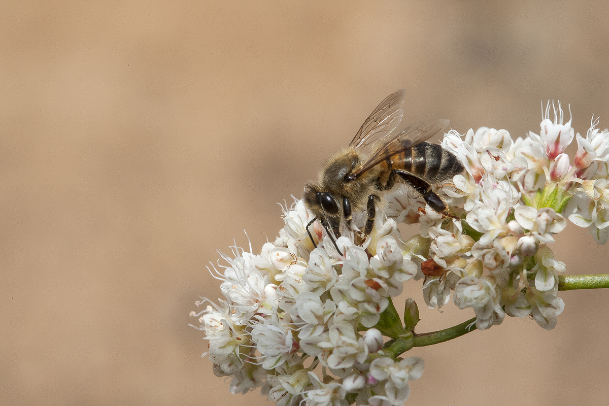 Power to the Pollinators – San Diego Zoo Wildlife Alliance Stories