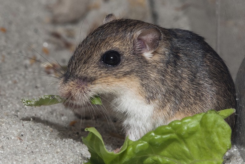 Endangered Pacific Pocket Mouse Relocated To Historic Range – San Diego ...