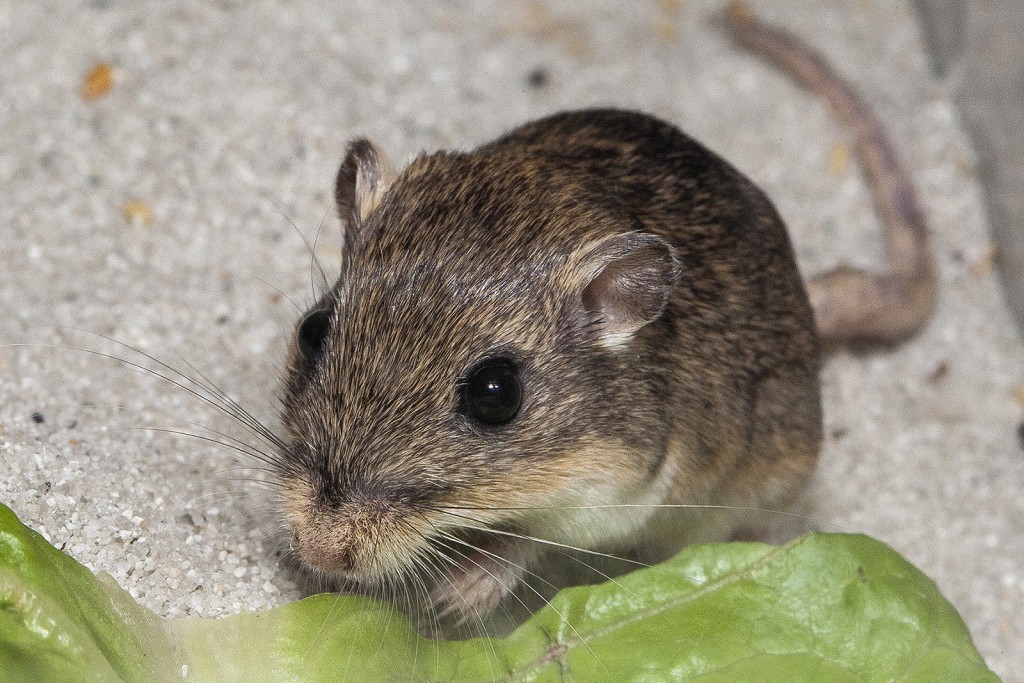 Endangered Pacific Pocket Mouse Relocated To Historic Range – San Diego ...