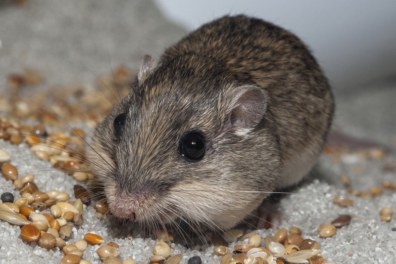 Endangered Pacific Pocket Mouse Relocated To Historic Range – San Diego ...