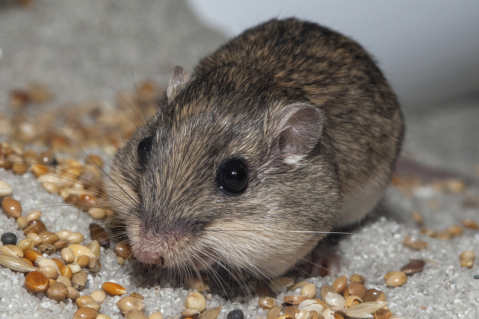 Endangered Pacific Pocket Mouse Relocated To Historic Range – San Diego ...