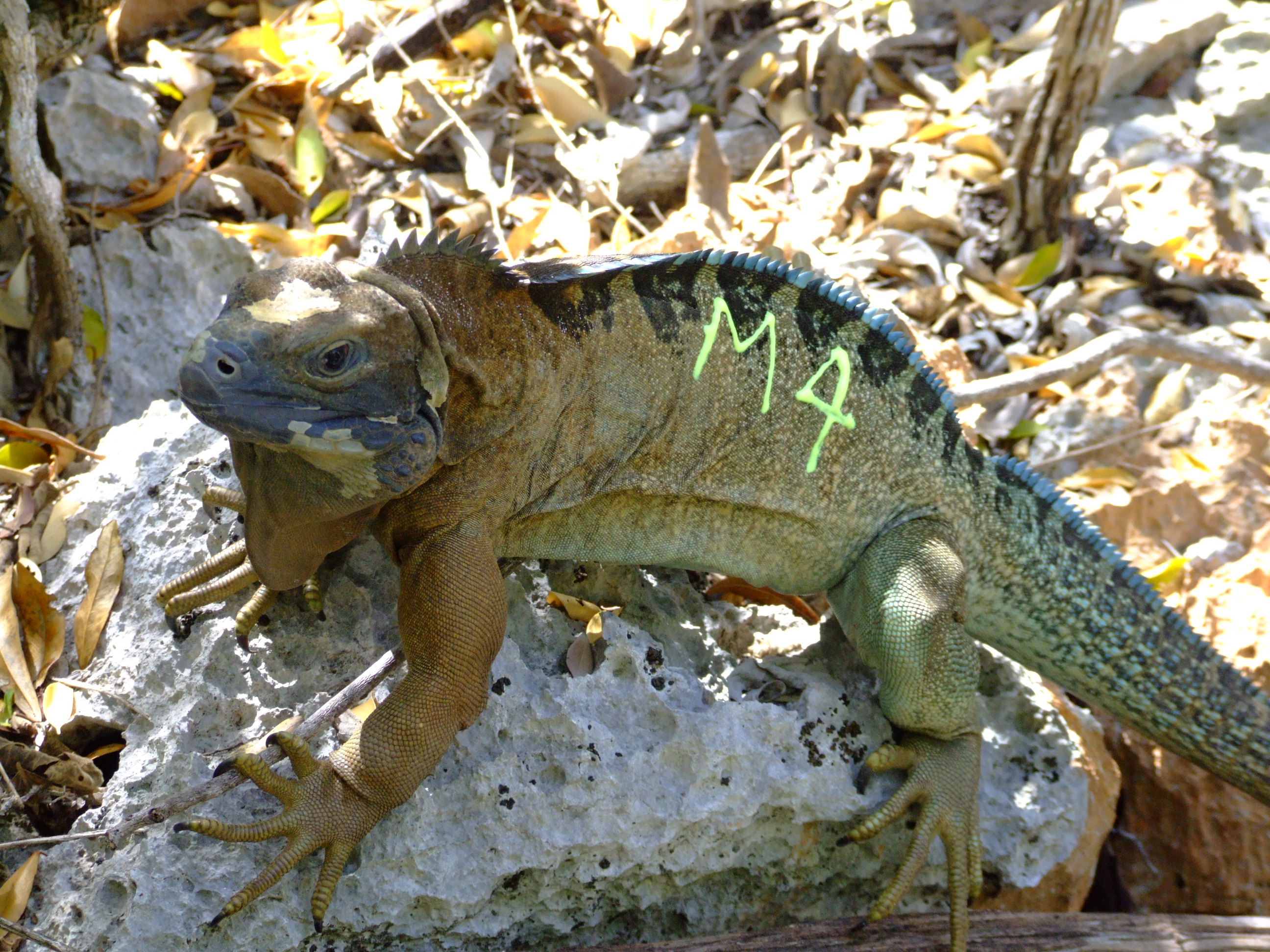 San Diego Zoo Global Aids Critically Endangered Jamaican Iguana – San ...