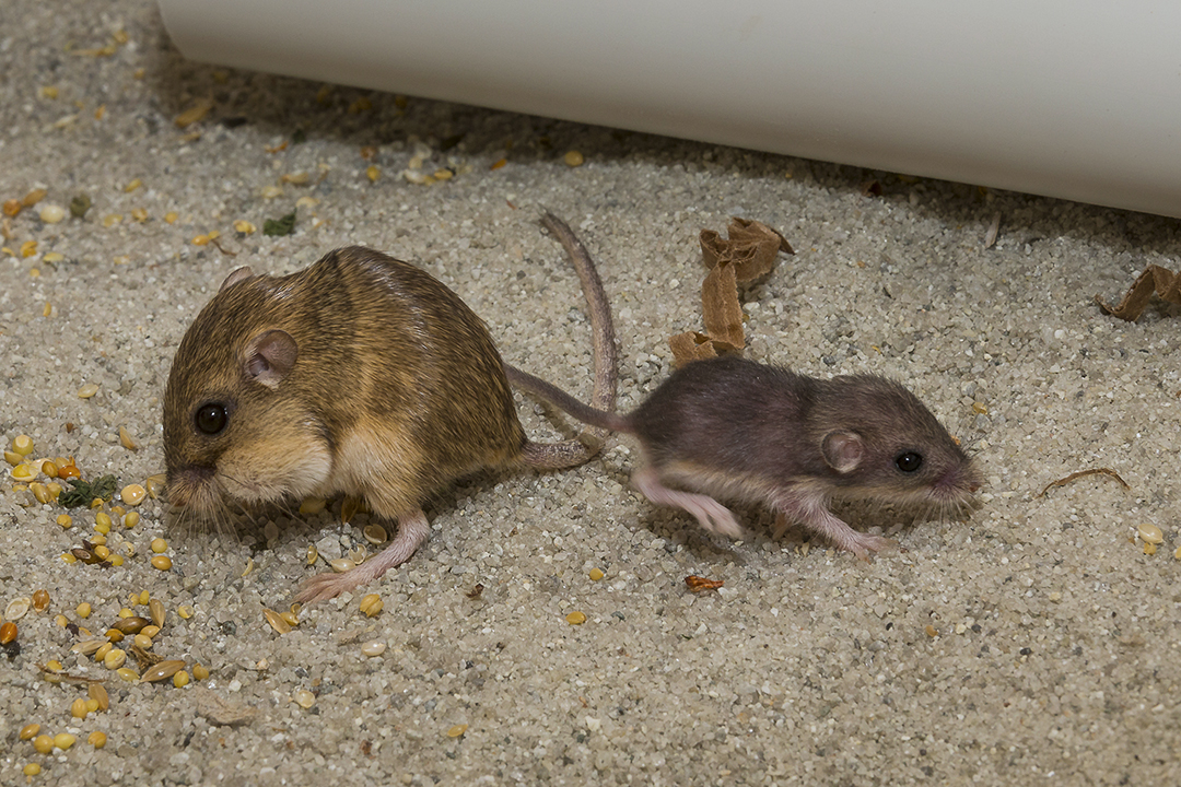 San Diego Zoo Global Achieves Milestone in Pacific Pocket Mouse… – San ...