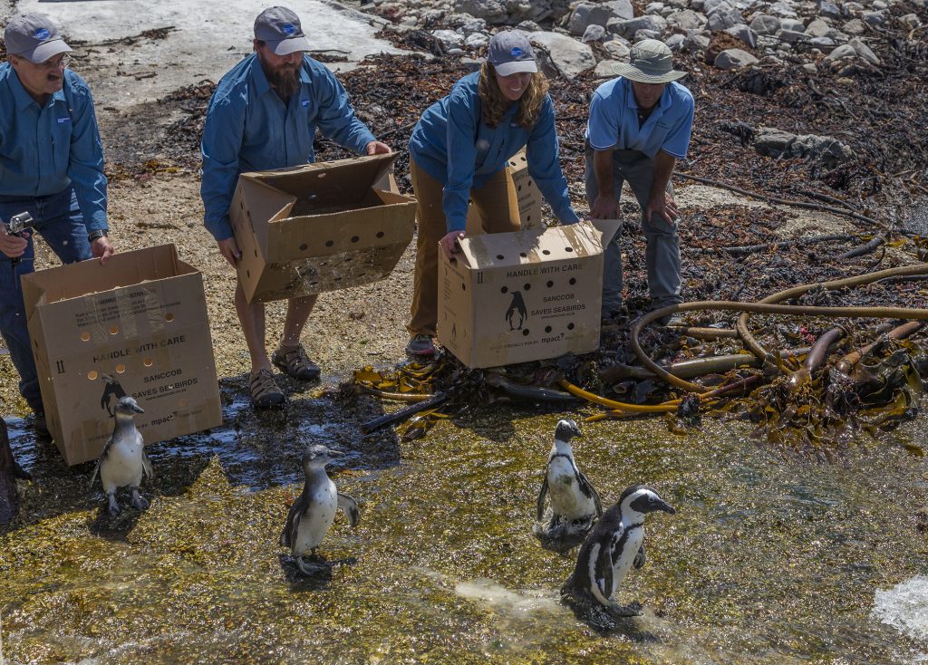 African Penguins Rehabilitated and Released to Native Habitat – San ...
