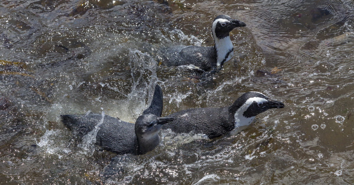 African Penguins Rehabilitated and Released to Native Habitat – San ...