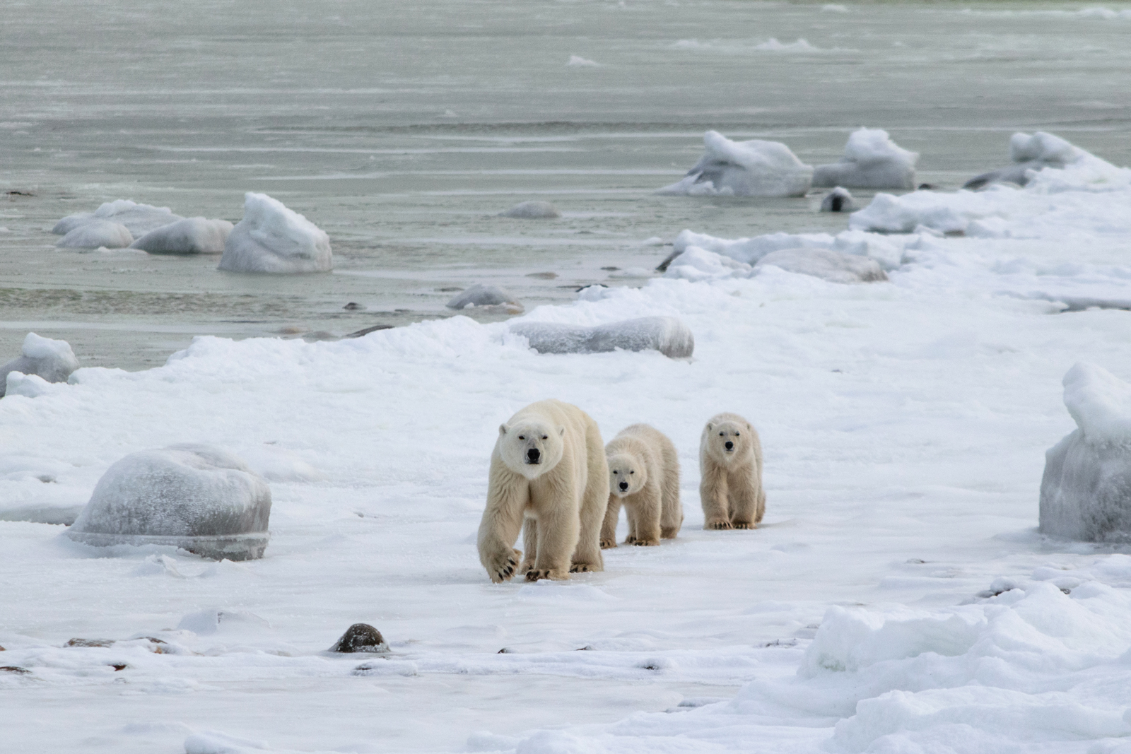 A Bird’s-eye View of Sea Ice and Polar Bears – San Diego Zoo Wildlife ...