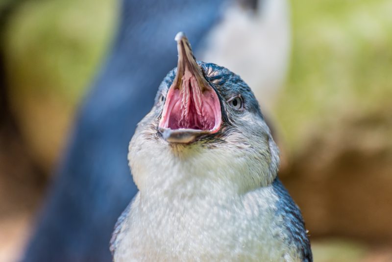 10 Things You Might Not Know About Penguins – San Diego Zoo Wildlife ...