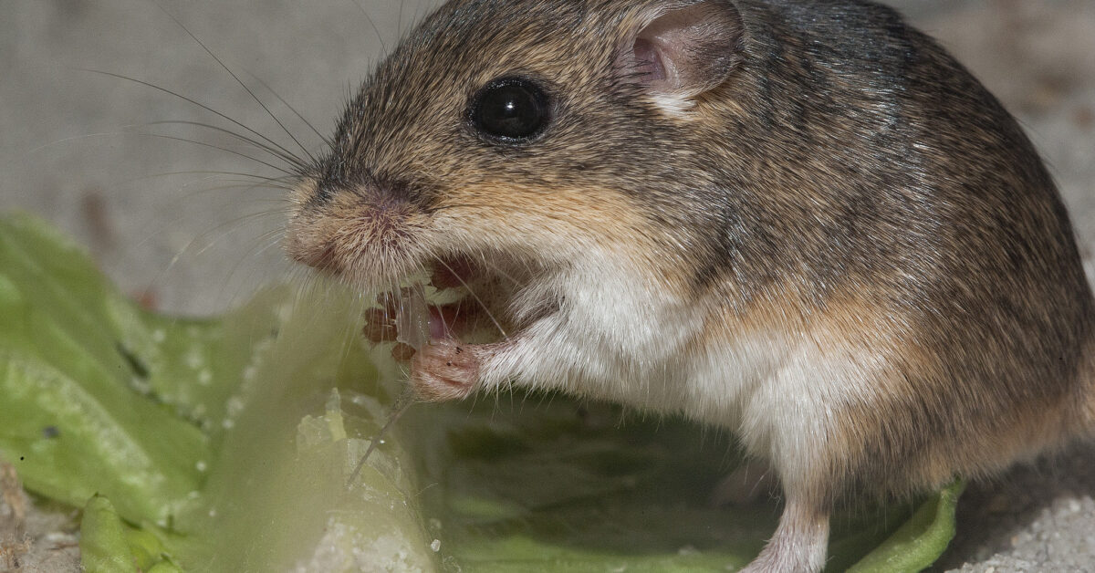 New Digs for 25 Endangered Pacific Pocket Mice – San Diego Zoo Wildlife ...