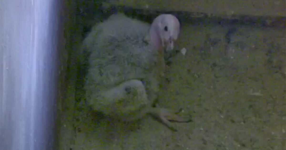 California Condor Chick: Age 30 to 45 Days – San Diego Zoo Wildlife ...