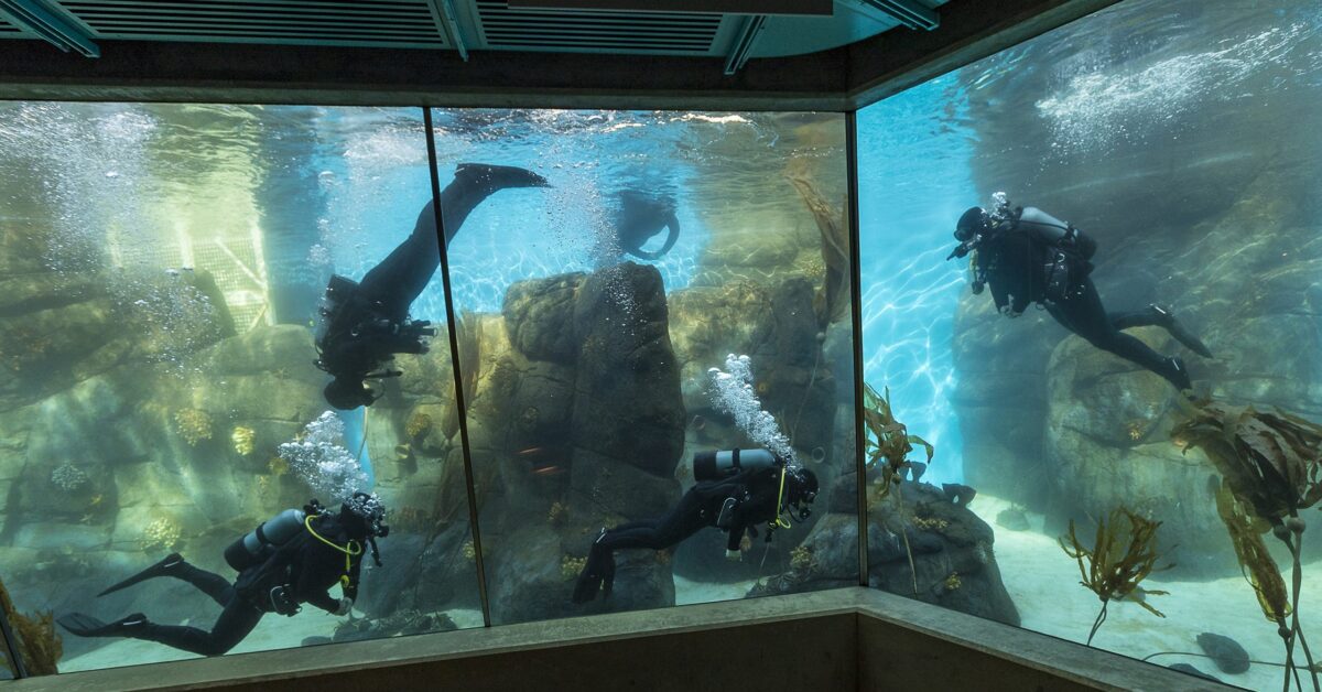 A First for the San Diego Zoo: Divers Training to Care For an… – San ...