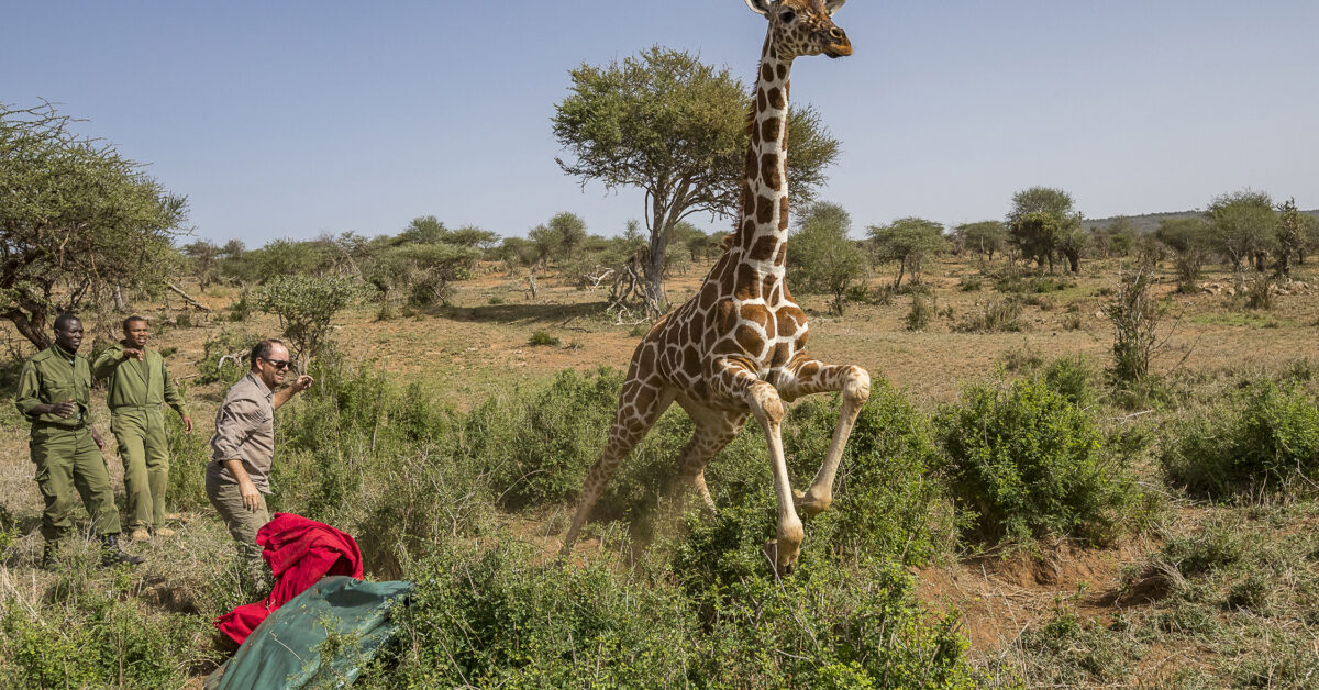 Taking Giraffe Surveillance to New Heights – San Diego Zoo Wildlife ...