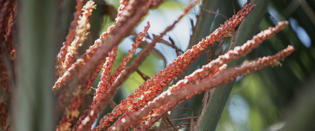 “Prince of Plants” – San Diego Zoo Wildlife Alliance Stories