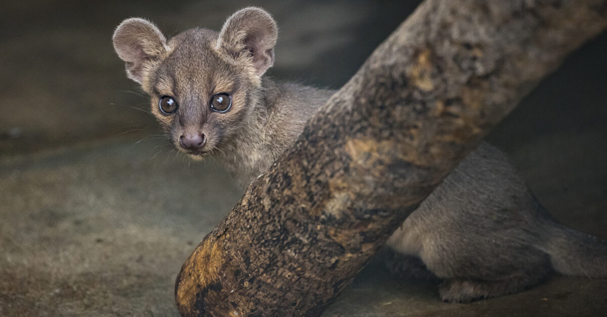 Four Furry Fossa Pups Face the World – San Diego Zoo Wildlife Alliance ...