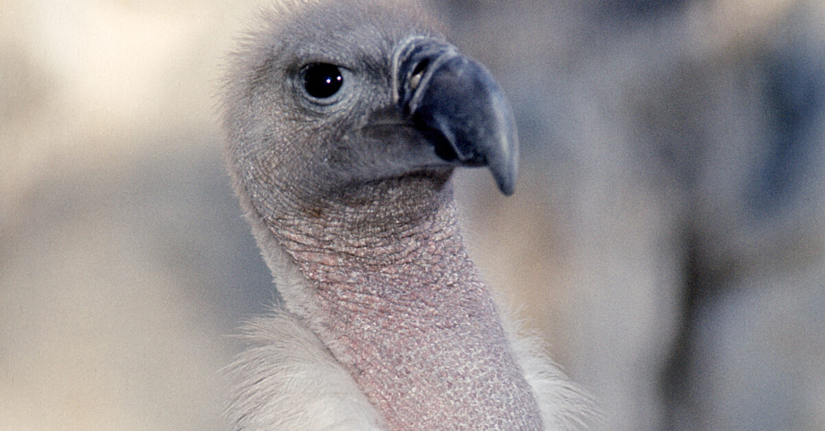 Lessons Learned from the Asian Vulture Crisis – San Diego Zoo Wildlife ...