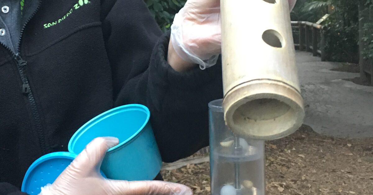 What’s So Enriching About Enrichment? – San Diego Zoo Wildlife Alliance ...