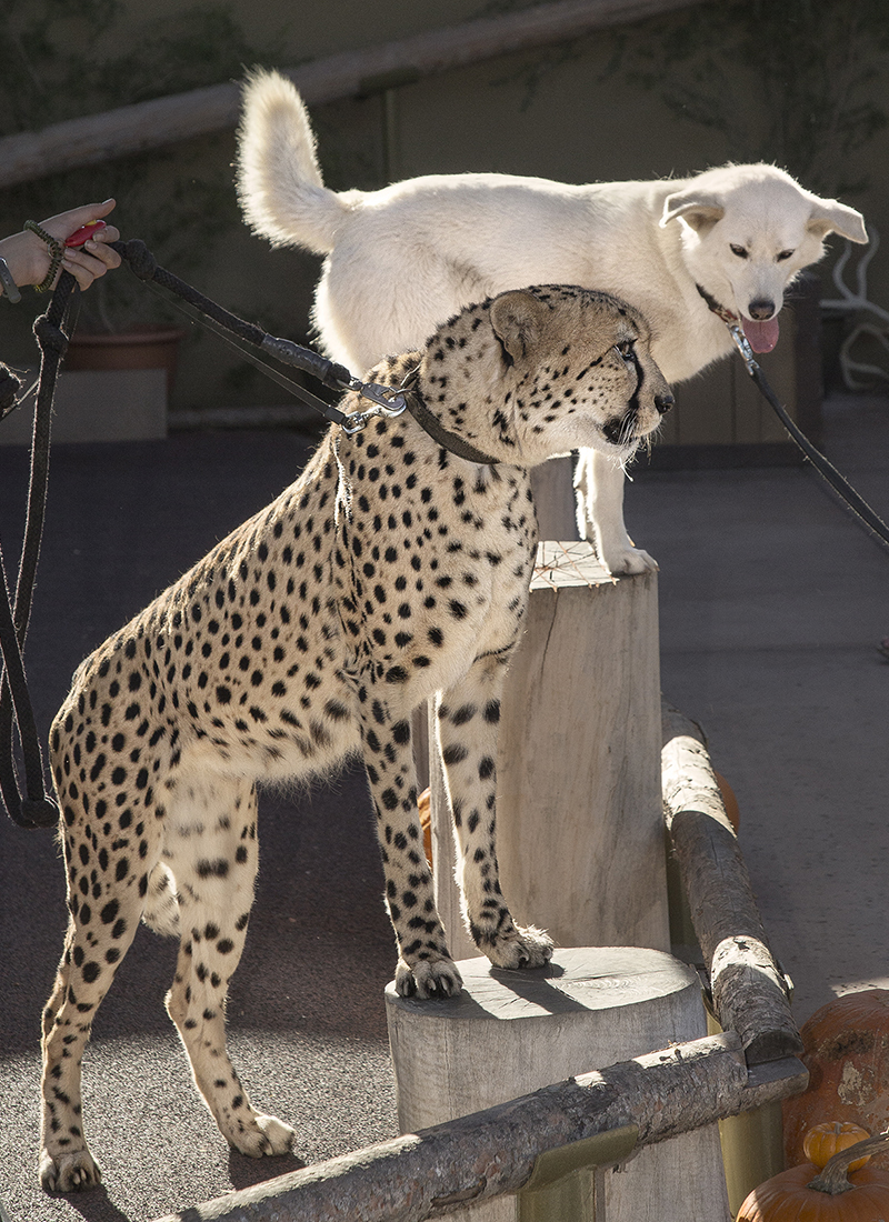 Year of the Dog – San Diego Zoo Wildlife Alliance Stories
