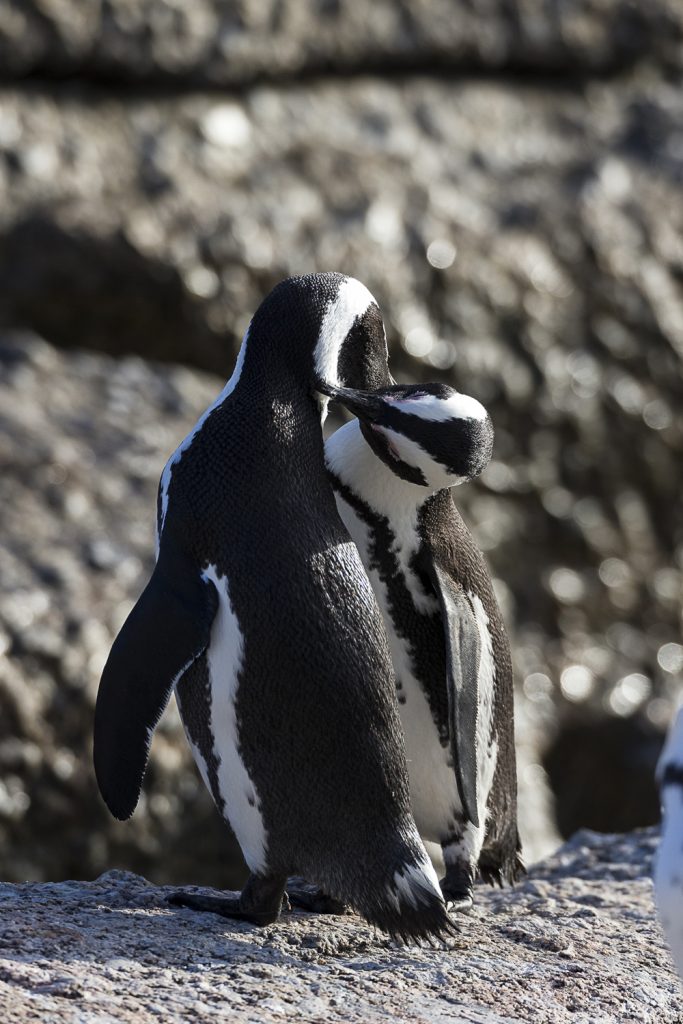 Coupling Up: 7 Species That Bond – San Diego Zoo Wildlife Alliance Stories