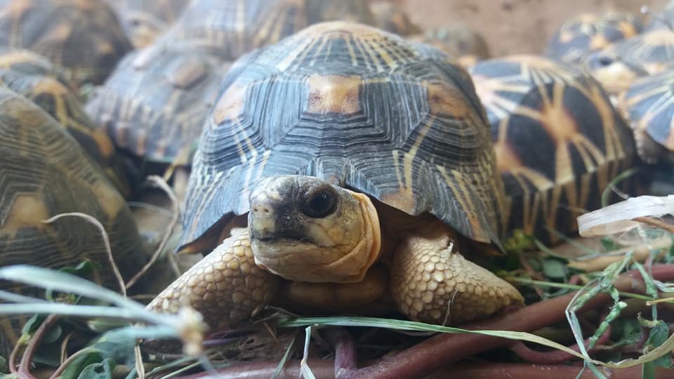 Turtle Survival Alliance Leads Rescue Mission to Save 10,976… – San ...