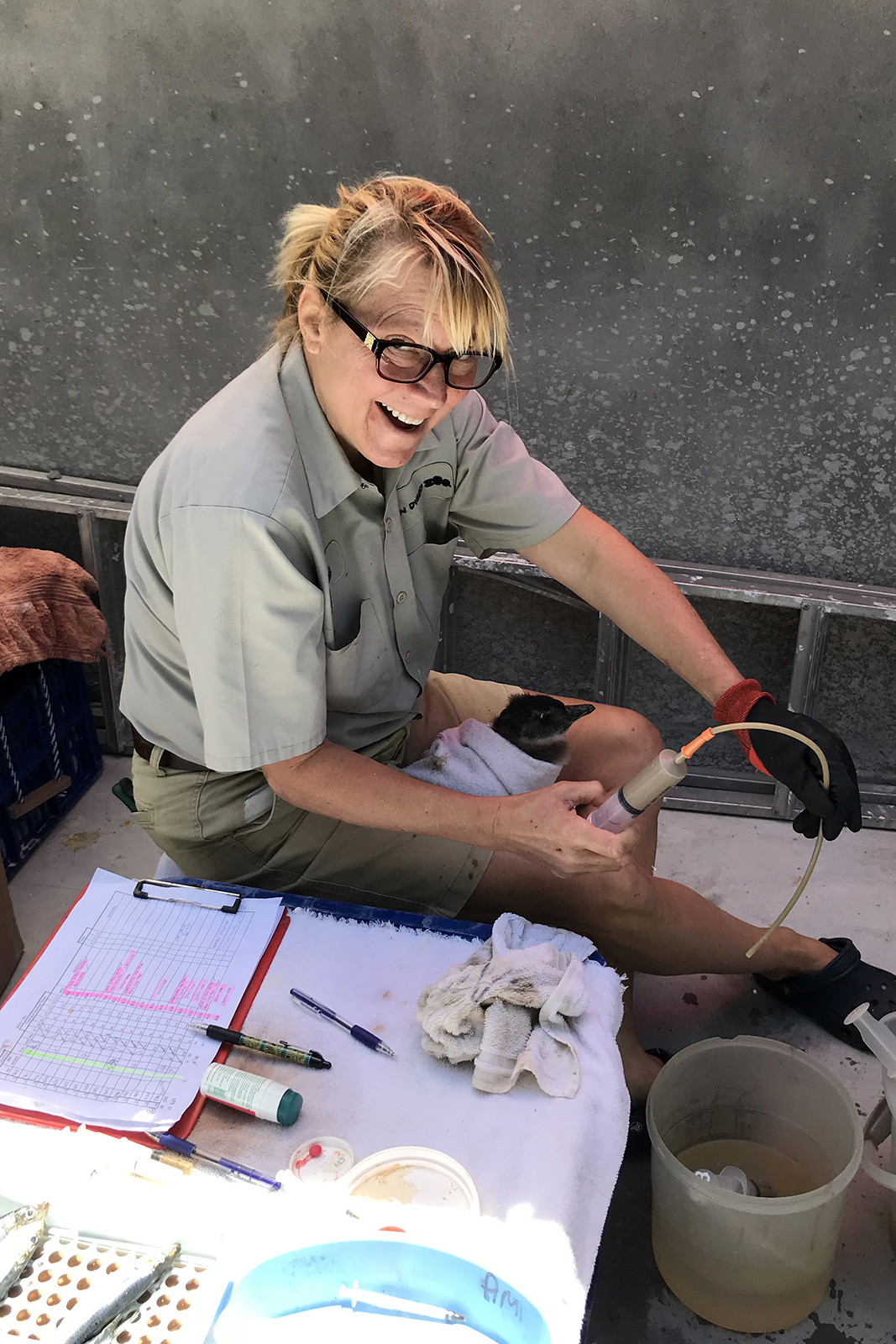 Pitching in to Save African Penguins – San Diego Zoo Wildlife Alliance ...