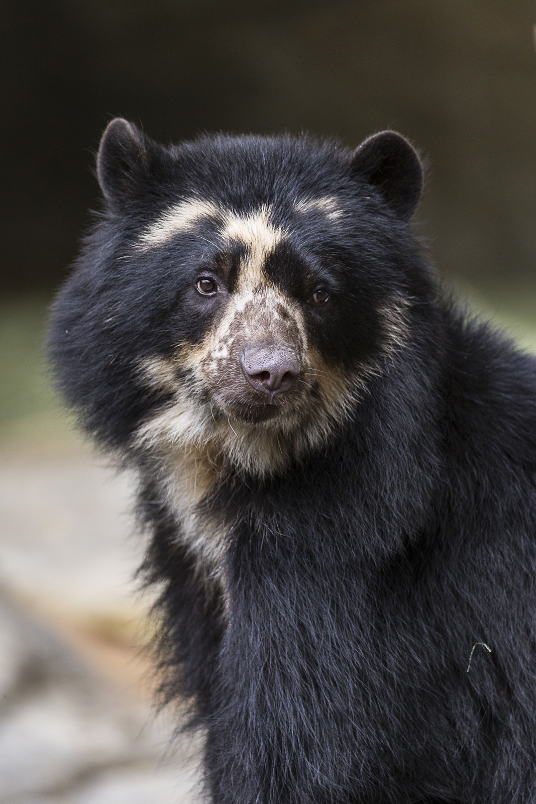 Alba and Turbo’s First Date – San Diego Zoo Wildlife Alliance Stories