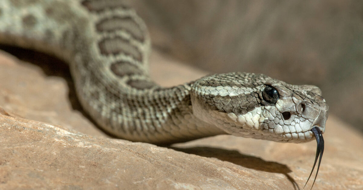 Super Sensors – San Diego Zoo Wildlife Alliance Stories