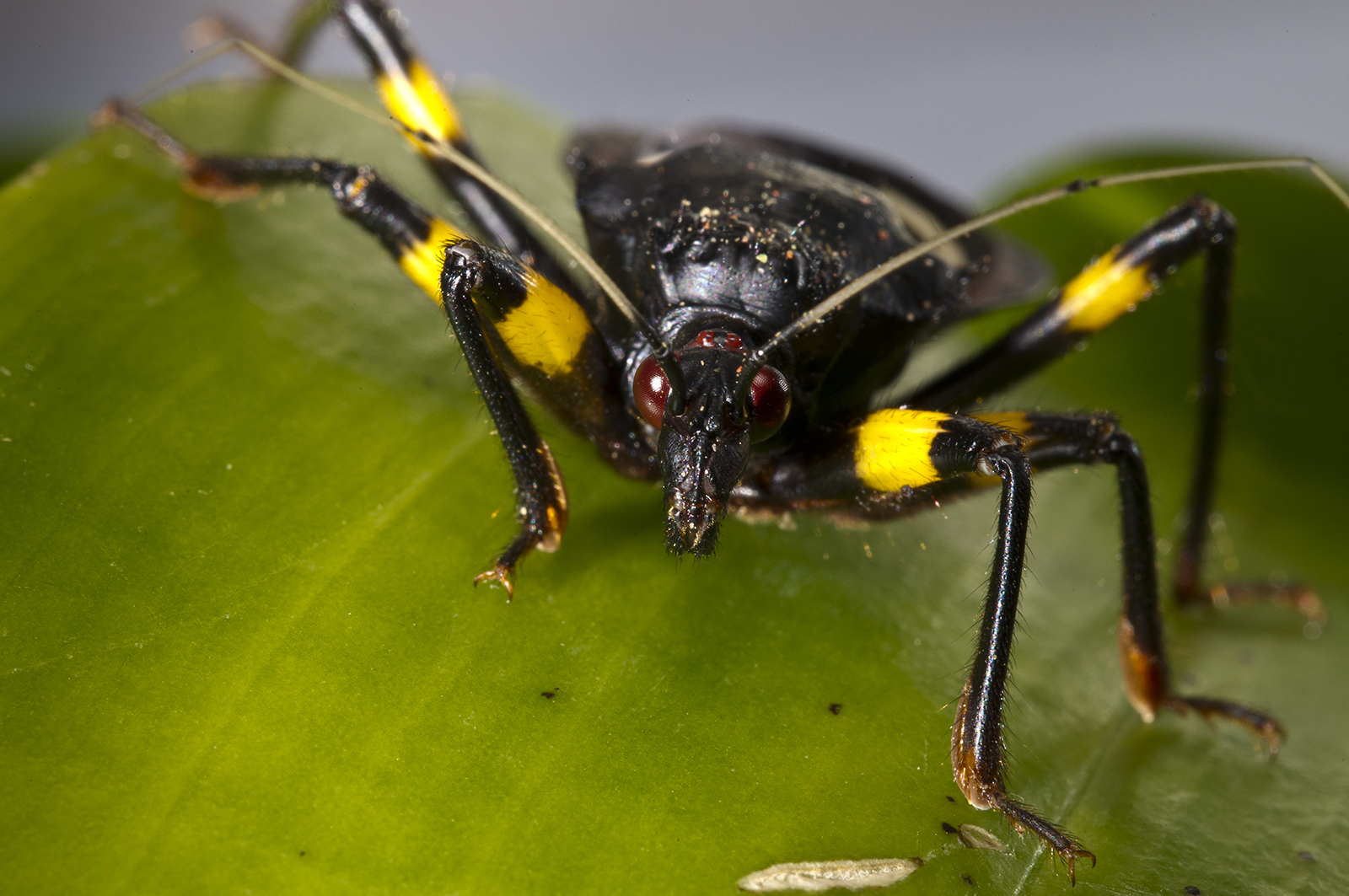 Five Macabre Tales from the Animal Kingdom – San Diego Zoo Wildlife ...