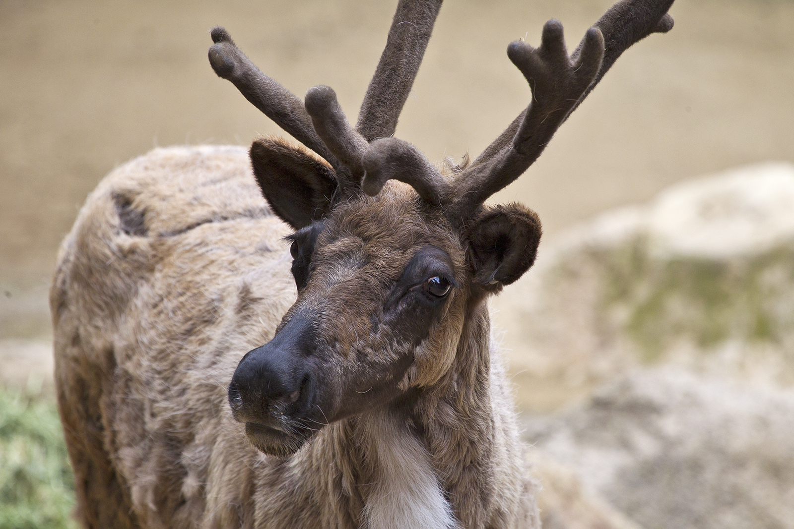 Why Reindeer Rule – San Diego Zoo Wildlife Alliance Stories
