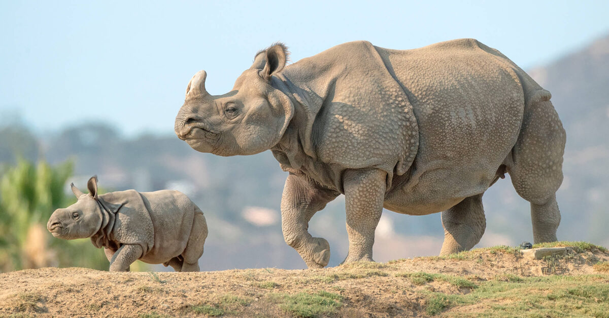 Great(er) News – San Diego Zoo Wildlife Alliance Stories