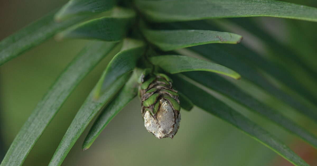 Extinct and Found – San Diego Zoo Wildlife Alliance Stories