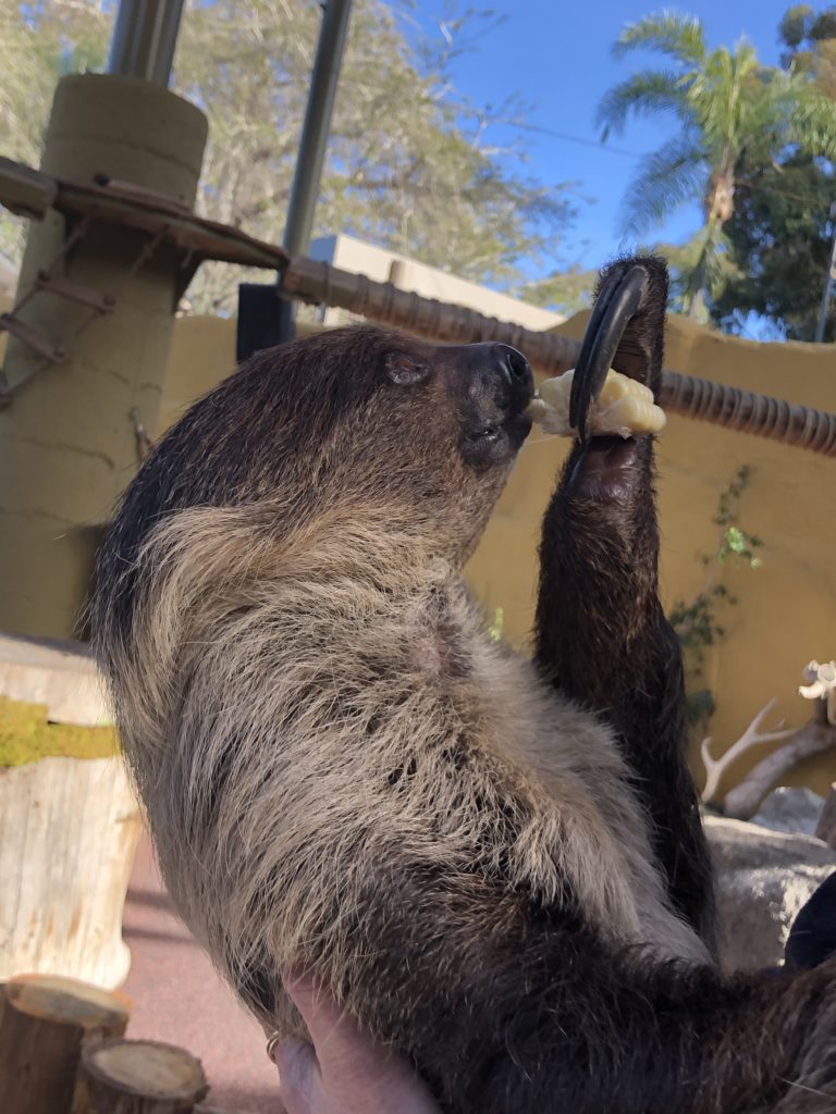 Training Animals, it’s More than Meets the Eye – San Diego Zoo Wildlife ...
