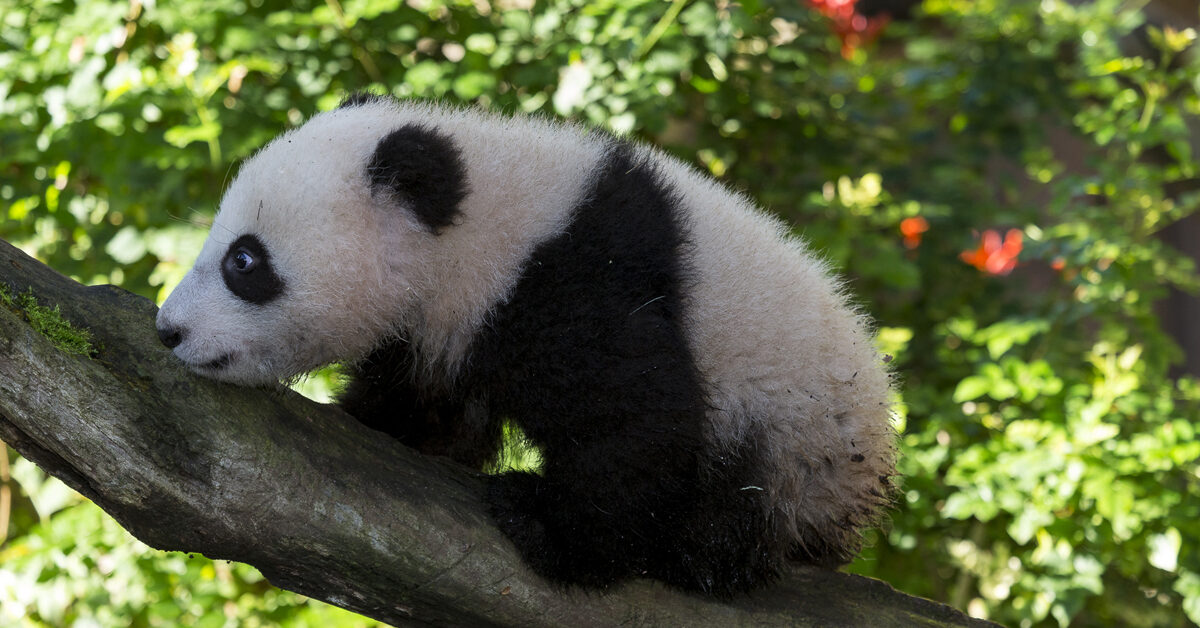 Tree Dens Play a Critical Role for Giant Panda Mothers Rearing Cubs ...