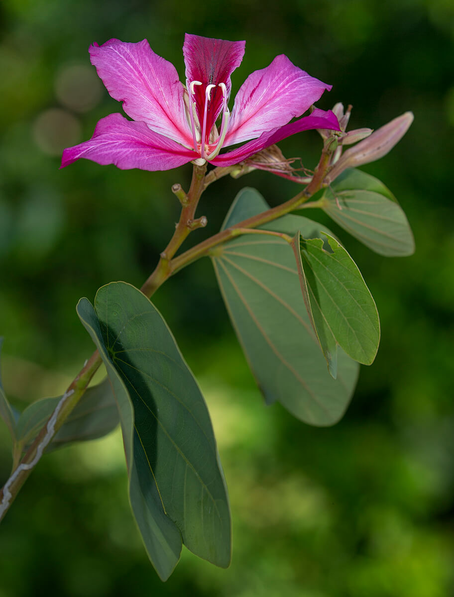 Orchid Trees – San Diego Zoo Wildlife Alliance Stories