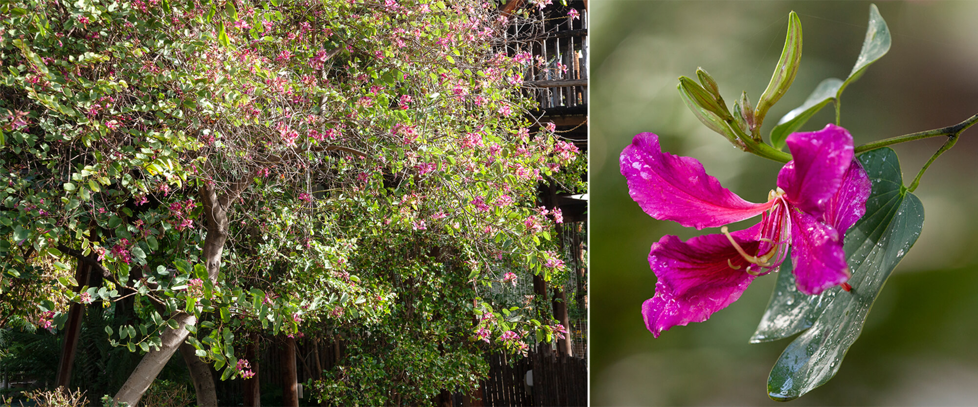 Orchid Trees – San Diego Zoo Wildlife Alliance Stories