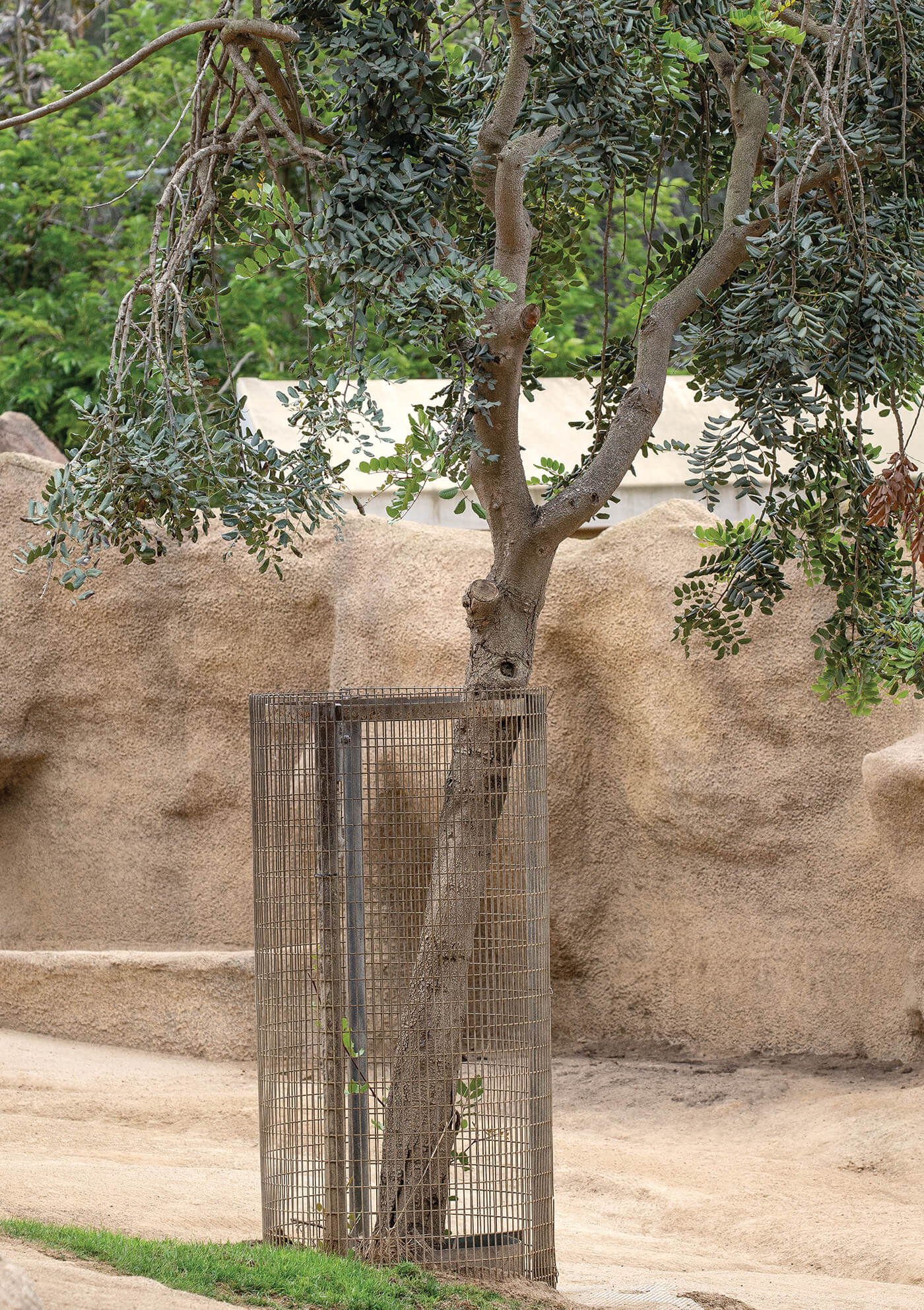 Sharing Space – San Diego Zoo Wildlife Alliance Stories