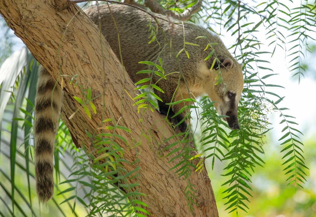 Curious Coatis – San Diego Zoo Wildlife Alliance Stories