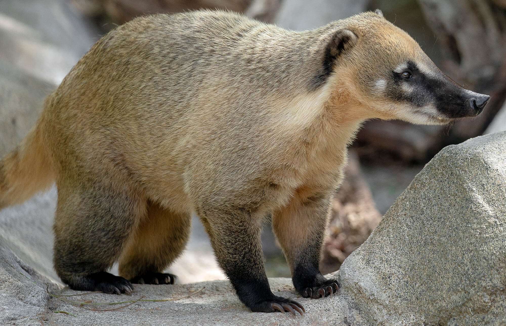 Curious Coatis – San Diego Zoo Wildlife Alliance Stories