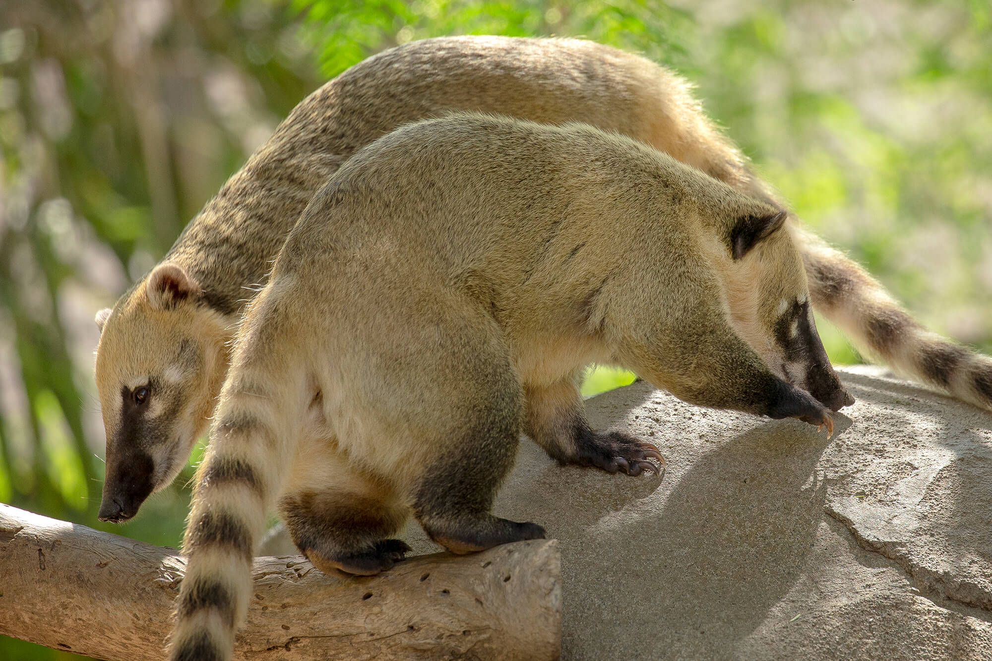 Curious Coatis – San Diego Zoo Wildlife Alliance Stories